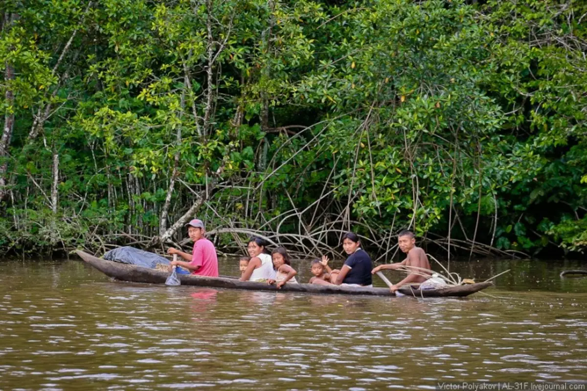 Hauv Delta ntawm Orinoco River 5028_6