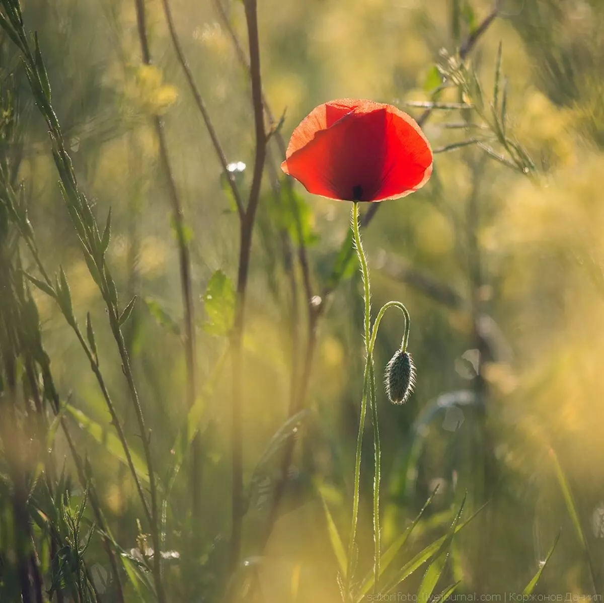 Toscana de primavera