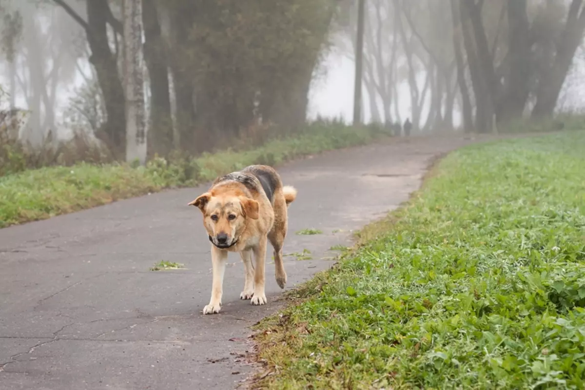 Caminhe em Veliky Novgorod 7139_27