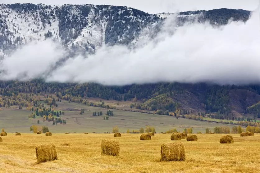 Altai balkêş 7181_13