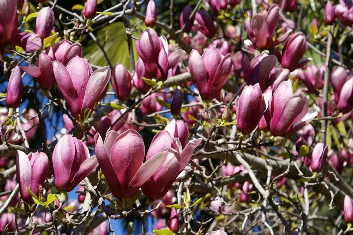 Magnolia Sulanja floras en marto