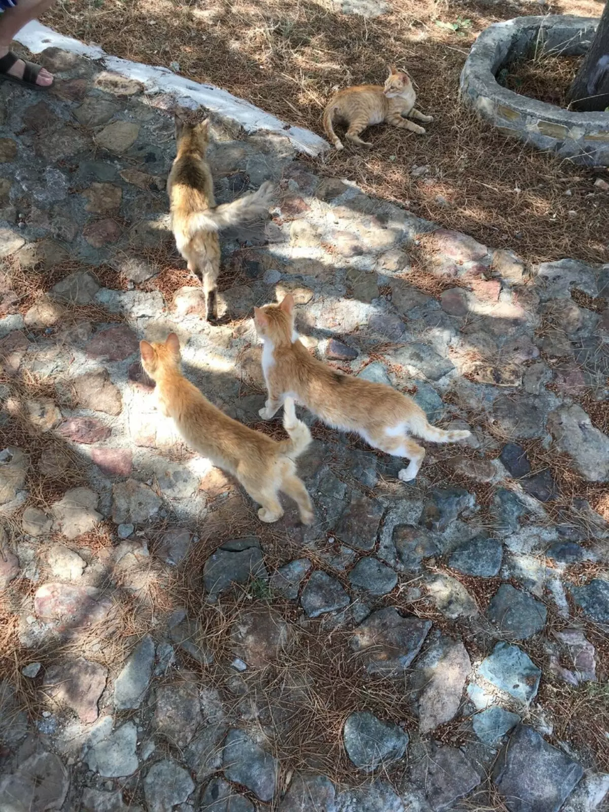 Kipro malfermas siajn limojn. Kiel akiri kaj kial tiaj prezoj?!