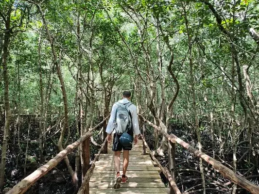 Foreste di mangrovie. Cosa ne pensi, non ci sono rettili velenosi? Foto per autore.