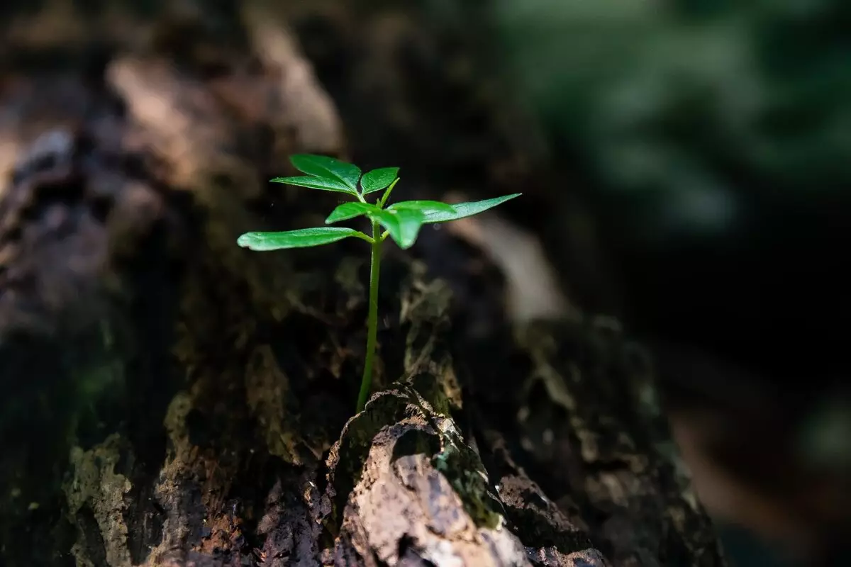 不同國家的荒謬的法律，搖晃常識邊界