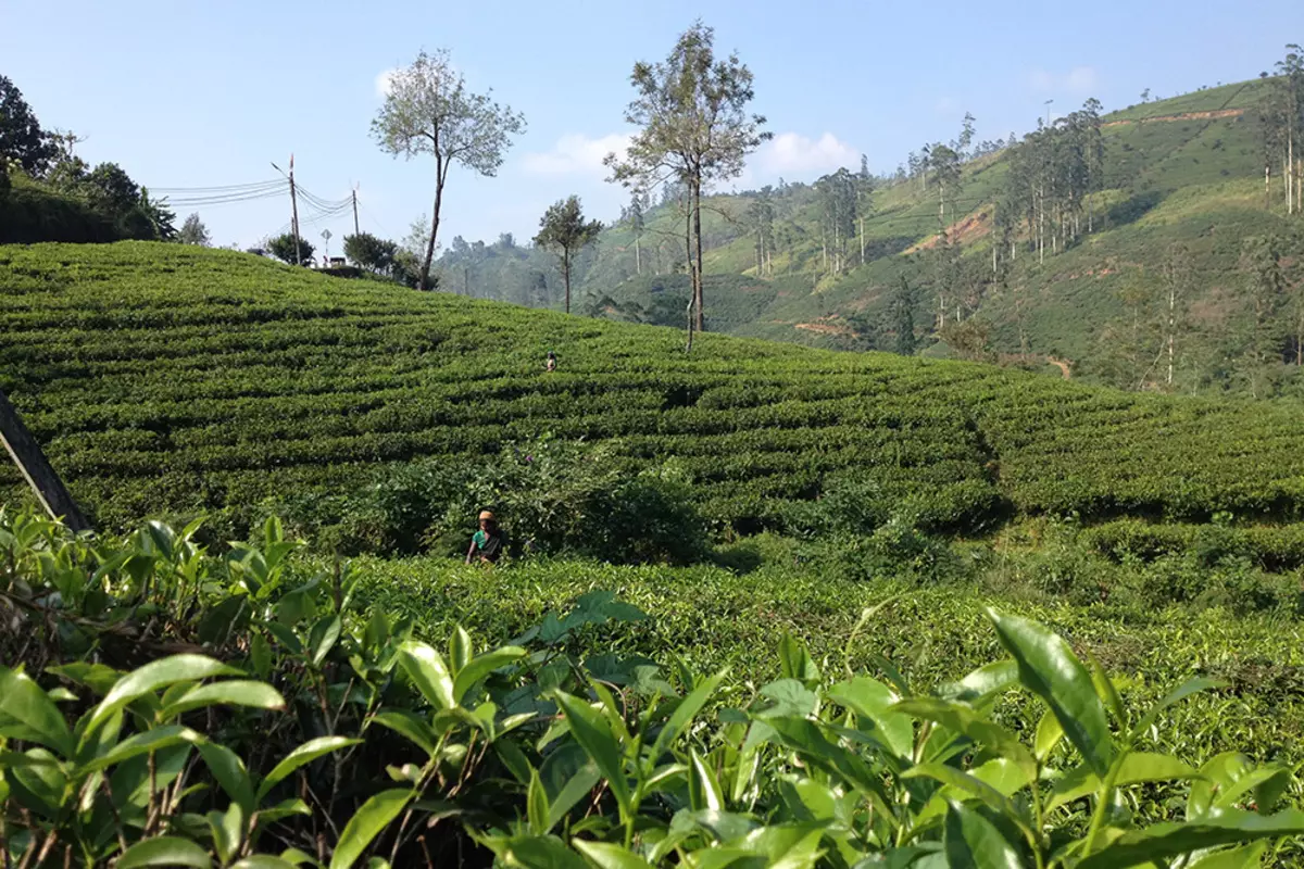 Aanplanting op Sri Lanka. Ze verschillen van Russische alleen eucalyptus op de hellingen