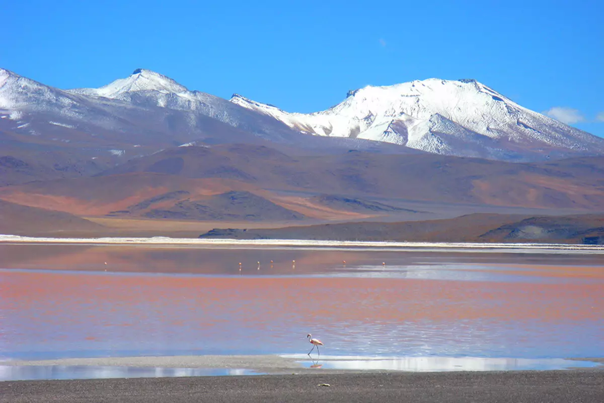 Het meest ongewone op Laguna-Colorad-meer is zelfs geen kleur van water, maar flamingo's, die hier in de kou woont, op een hoogte van 4278 meter boven de zeespiegel