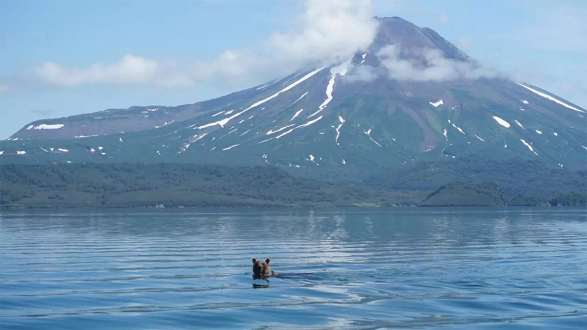 Ef Fuji ástin er ljósmynduð með Sakura, þá Ilinskaya Schoogo - með Bears. Heimild: Pavel Lobanov