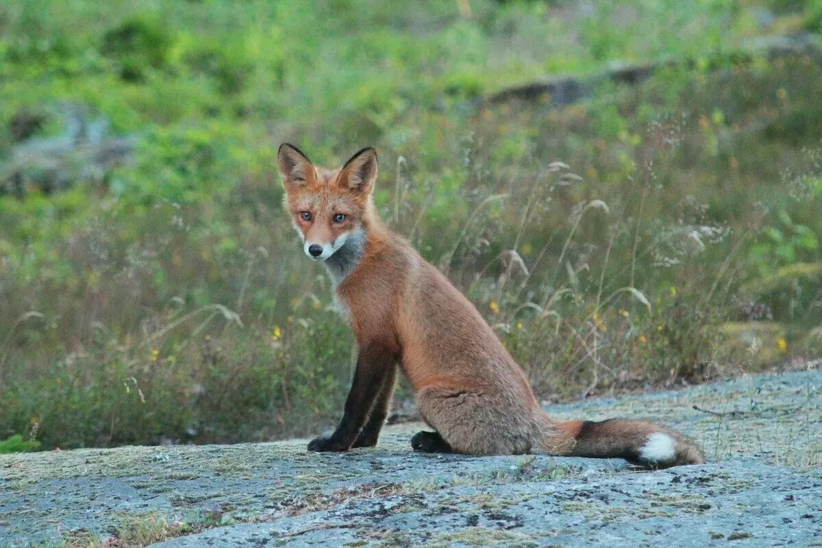 Monde animal de la Suède. Fox est allé sur la route