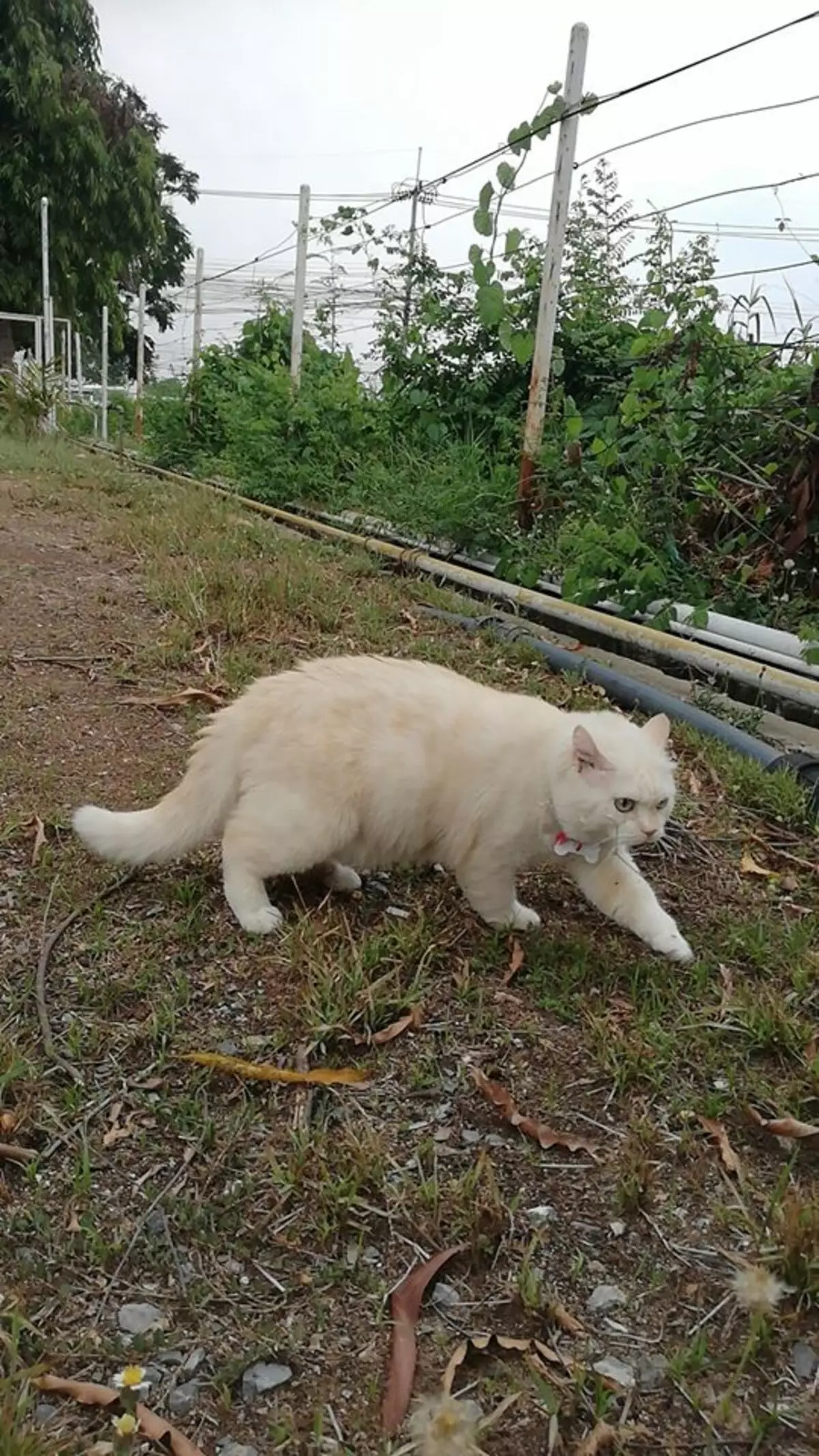 在泰国，一个非常播种的猫生命 - 并保护西瓜。他的观点会让你不寒而栗 8025_10