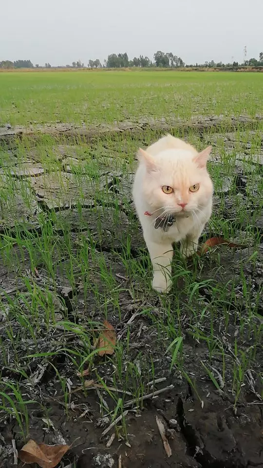 在泰国，一个非常播种的猫生命 - 并保护西瓜。他的观点会让你不寒而栗 8025_11