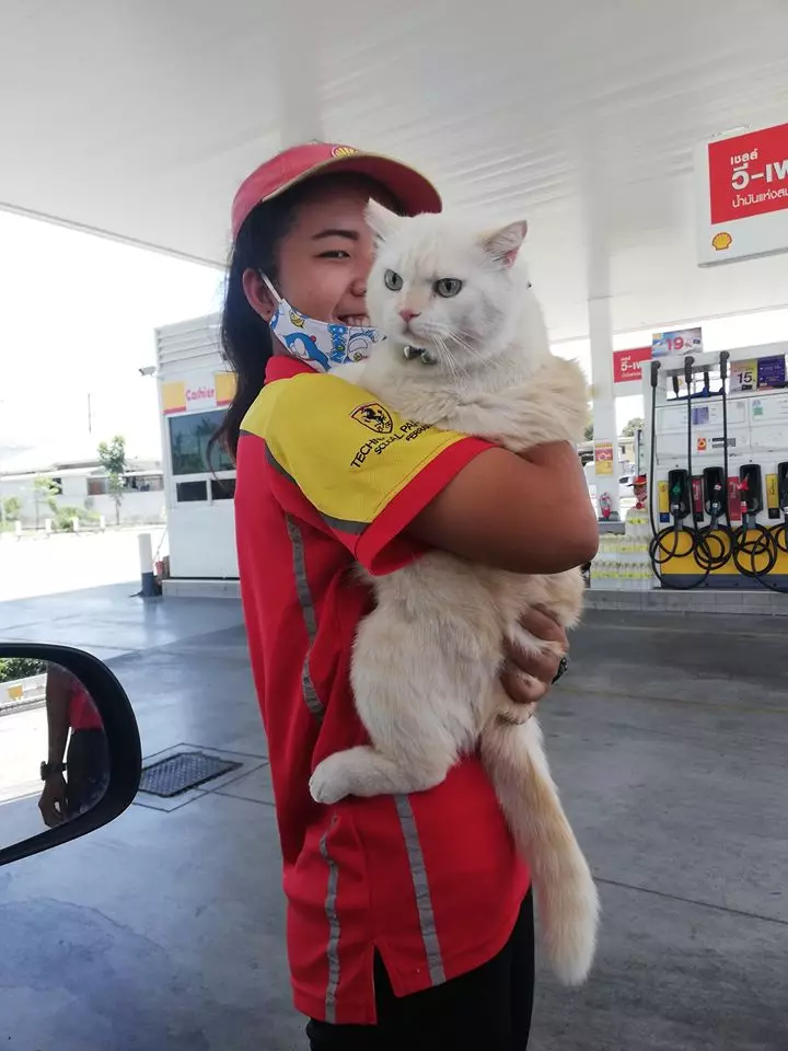 在泰国，一个非常播种的猫生命 - 并保护西瓜。他的观点会让你不寒而栗 8025_13