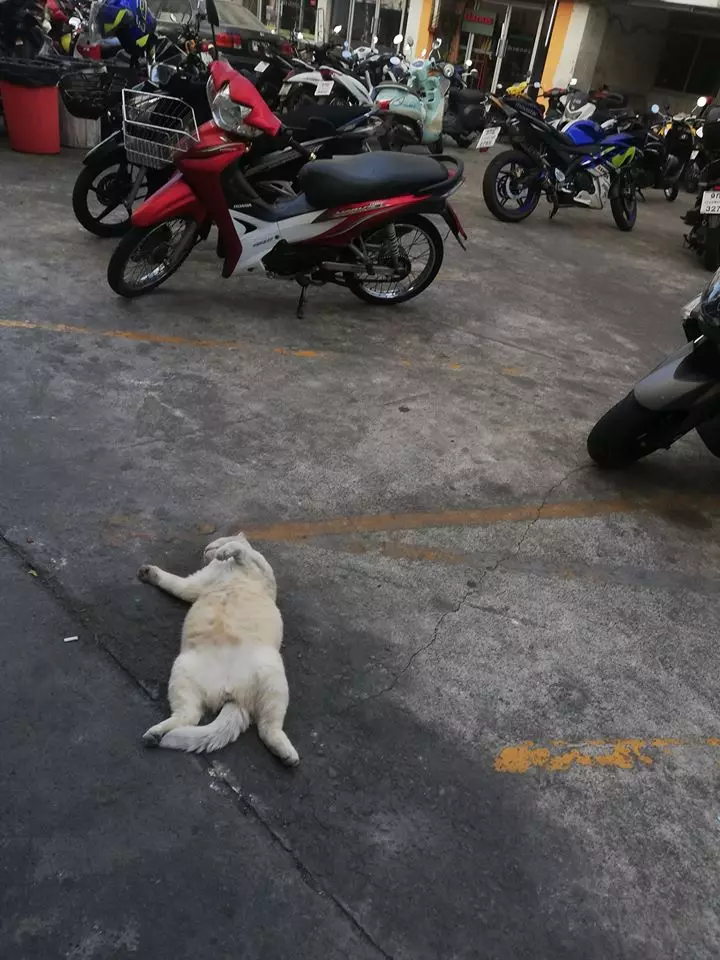 在泰国，一个非常播种的猫生命 - 并保护西瓜。他的观点会让你不寒而栗 8025_17