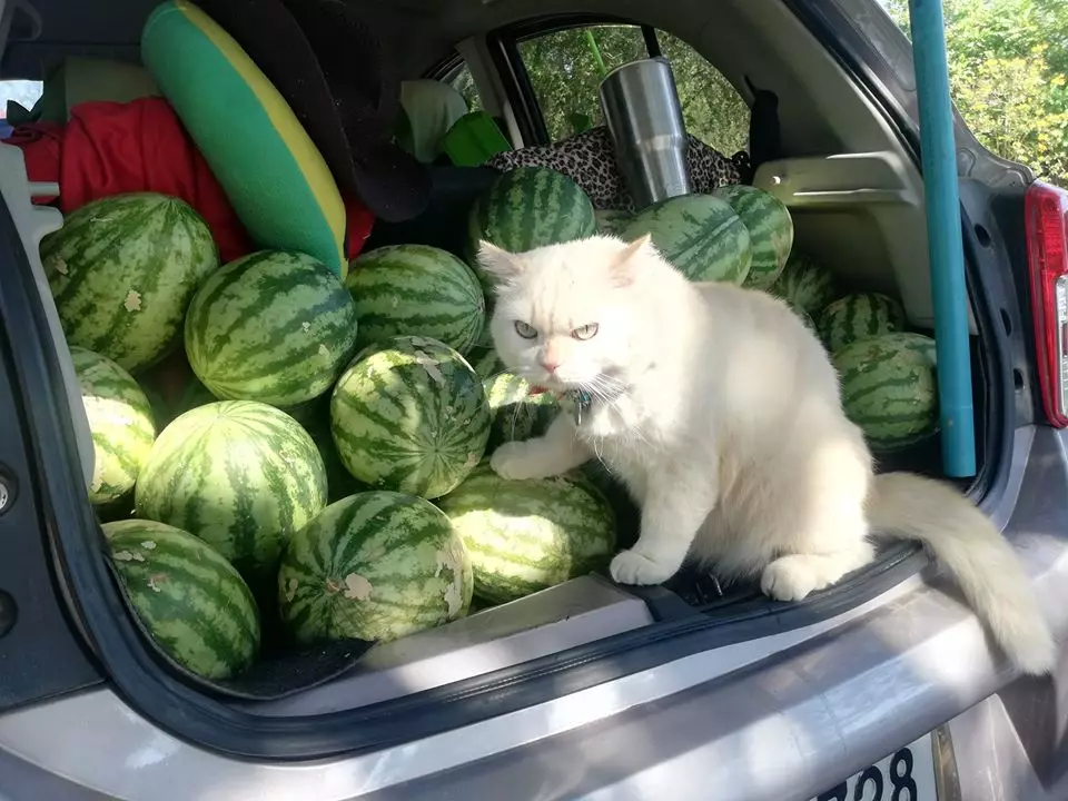 在泰国，一个非常播种的猫生命 - 并保护西瓜。他的观点会让你不寒而栗 8025_2