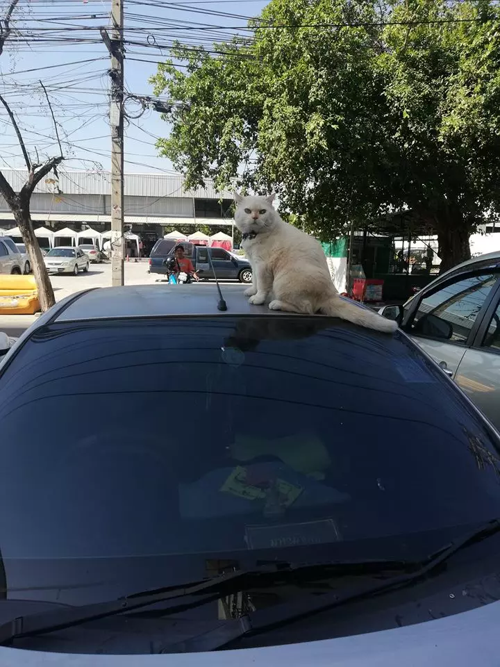 在泰国，一个非常播种的猫生命 - 并保护西瓜。他的观点会让你不寒而栗 8025_5