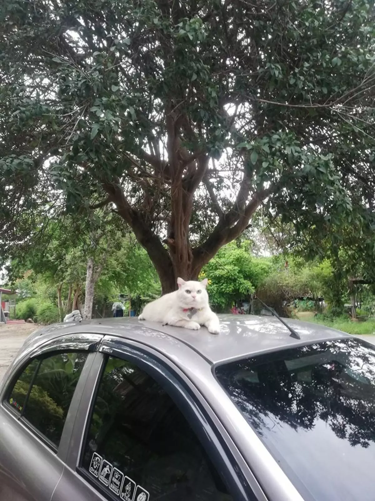 在泰国，一个非常播种的猫生命 - 并保护西瓜。他的观点会让你不寒而栗 8025_6