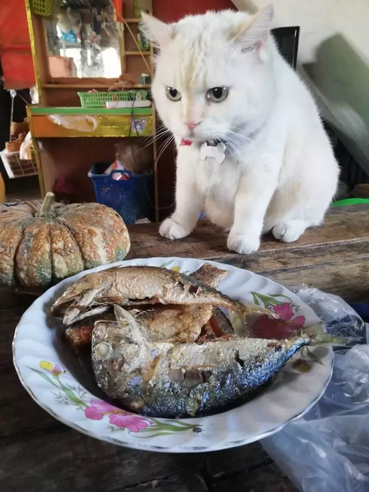 在泰国，一个非常播种的猫生命 - 并保护西瓜。他的观点会让你不寒而栗 8025_7