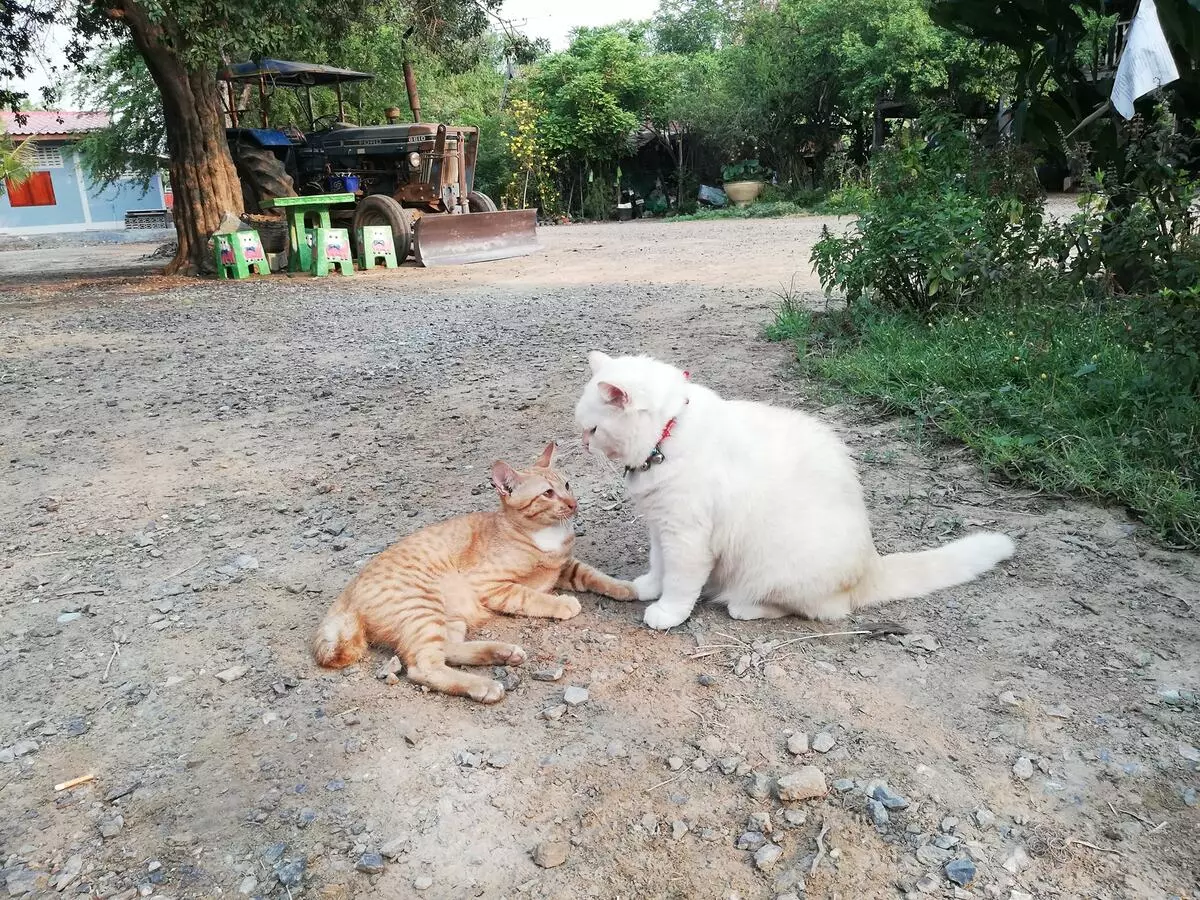 在泰国，一个非常播种的猫生命 - 并保护西瓜。他的观点会让你不寒而栗 8025_8