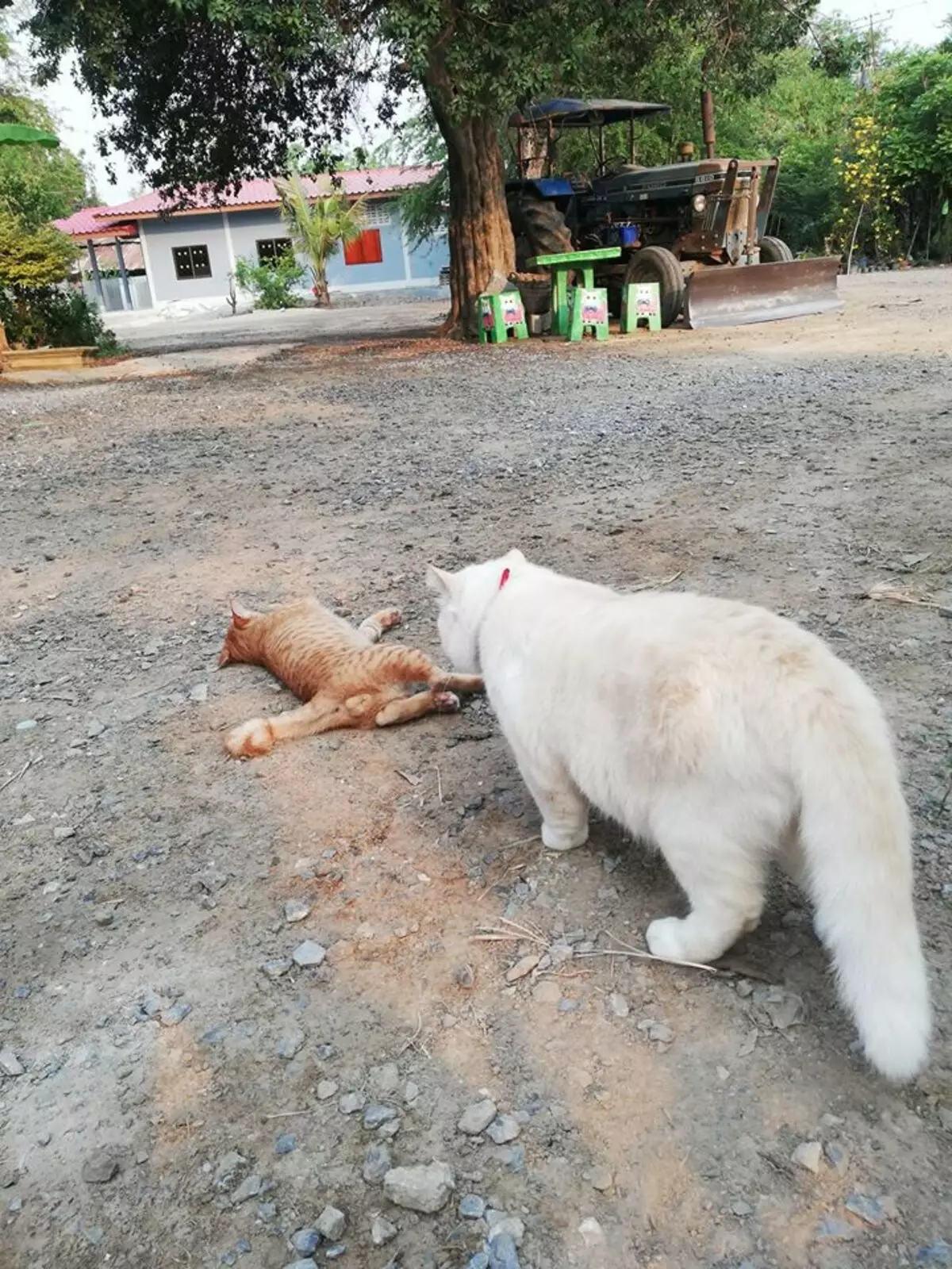 在泰国，一个非常播种的猫生命 - 并保护西瓜。他的观点会让你不寒而栗 8025_9