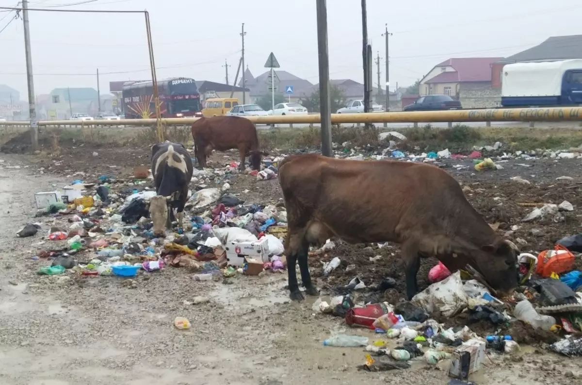 Dagestan - Kako se Dagestanis odnose na ruski? Posjetili jedan u Dagestanu (pregled ruskog turista) 8067_5