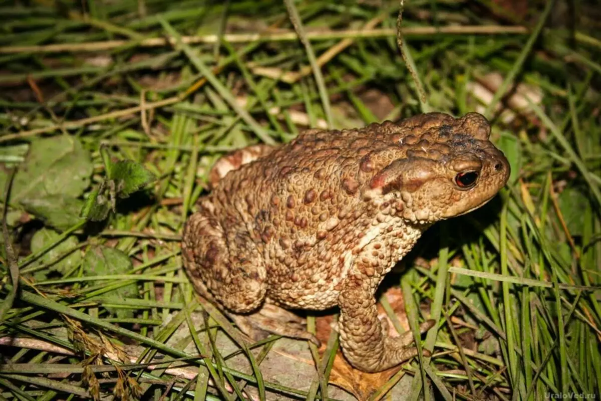 Natura zagadki. Niezwykłe znalezisko w kopalni 8161_2