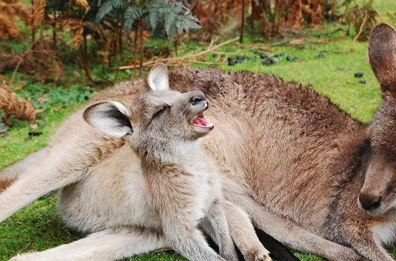 Neobvyklé fakty o Kangaroo, ktorí majú záujem vedieť všetci 8362_2