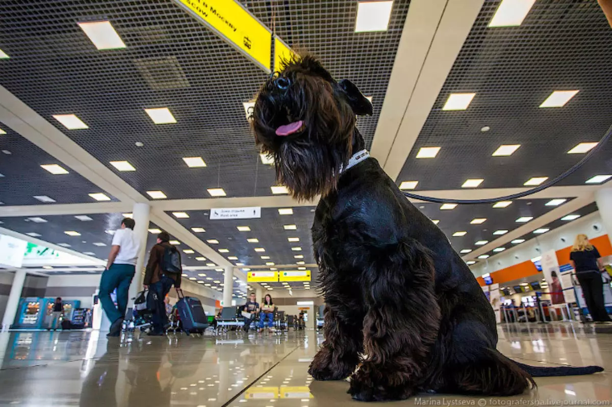 Cognitiu: transport d'animals a l'avió 8471_1