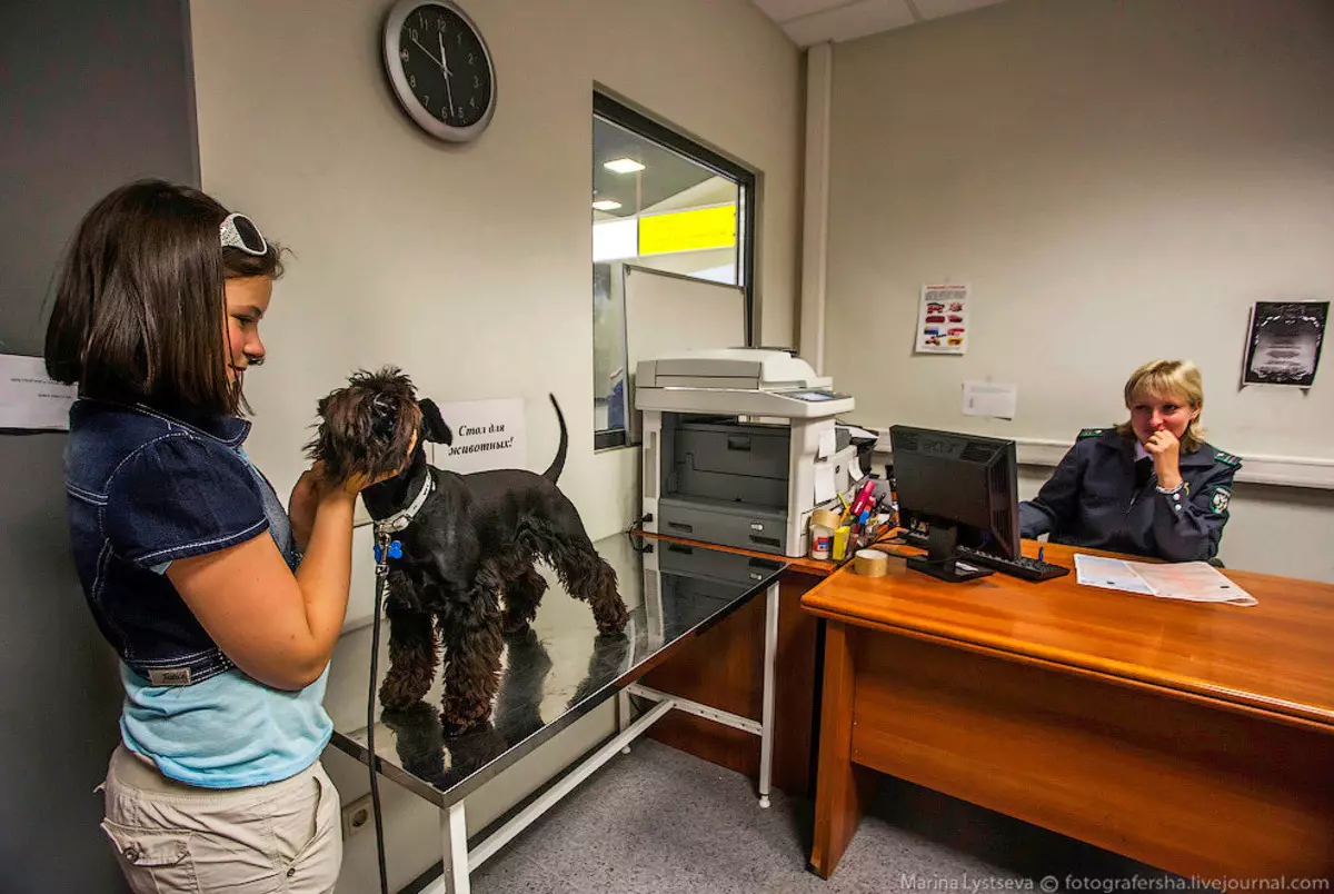 Cognitiu: transport d'animals a l'avió 8471_11