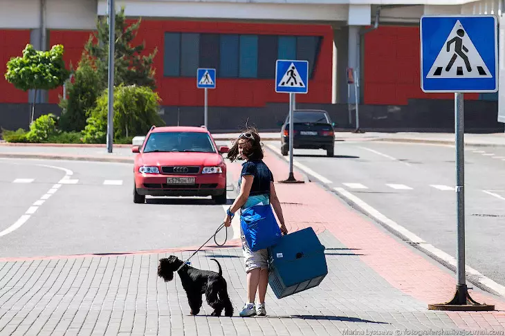 Cognitiu: transport d'animals a l'avió 8471_2