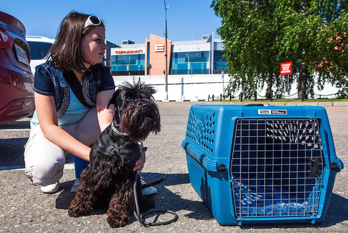 Cognitiu: transport d'animals a l'avió 8471_3