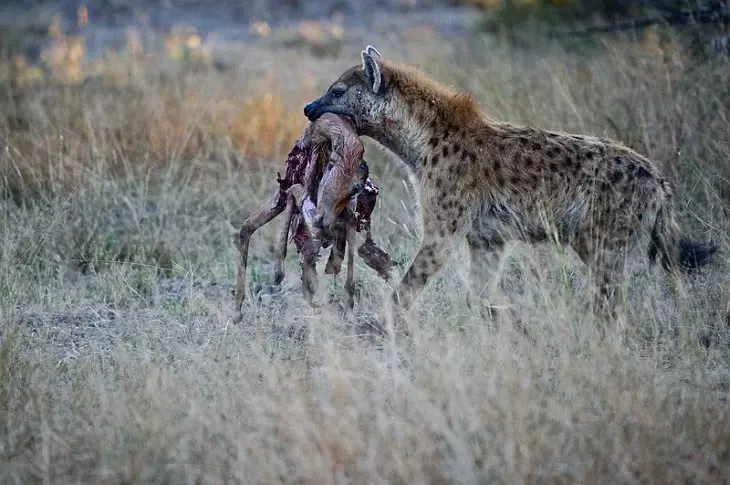 Vəhşi Afrika - Bəbir Kittens ilə üç həftə 8653_10