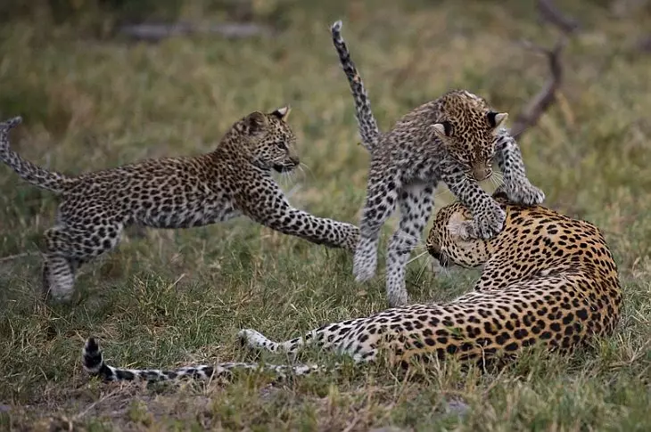 Wild Africa - Kolme viikkoa Leopard Pennut 8653_12