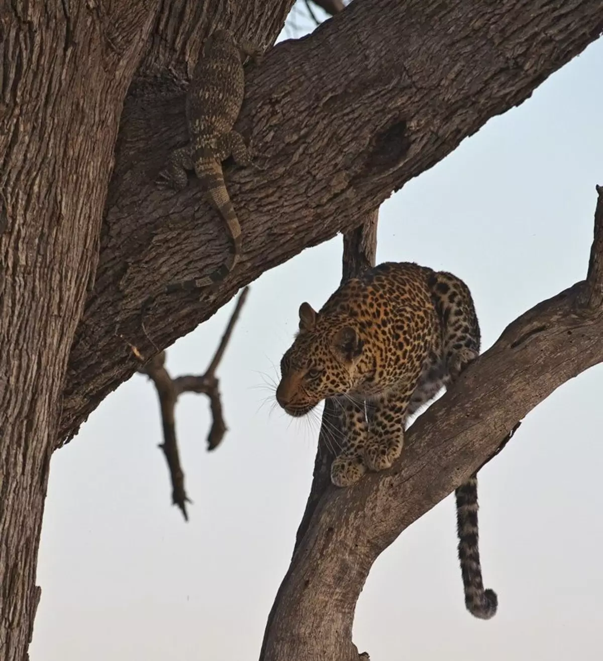 Africa sălbatică - trei săptămâni cu pisoi Leopard 8653_16