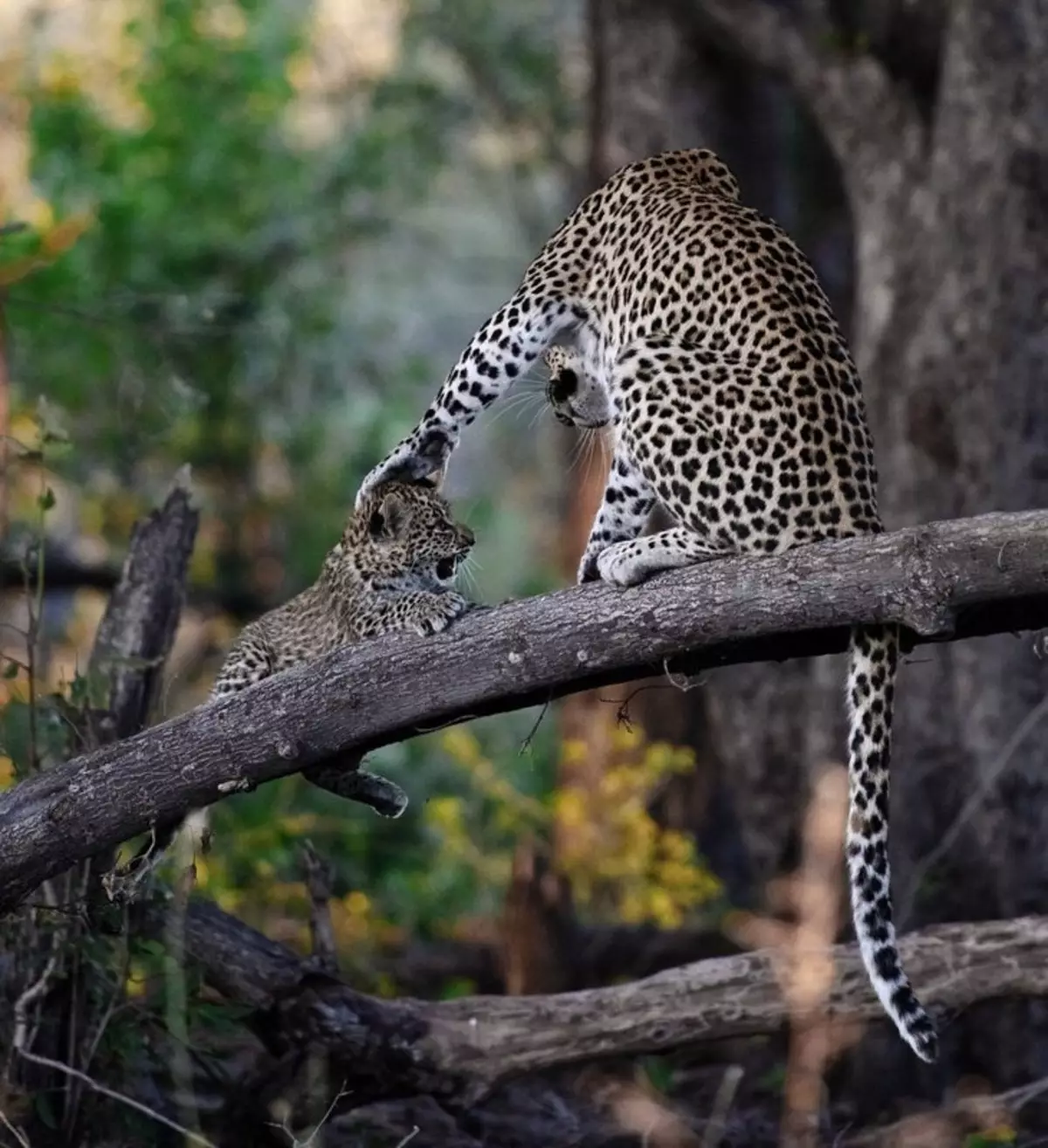 Wilde Afrika - drei Wochen mit Leopard Kätzchen 8653_3