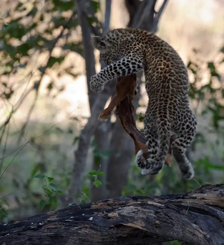 Wilde Afrika - drei Wochen mit Leopard Kätzchen 8653_5