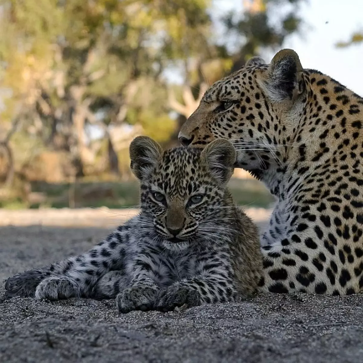 Africa sălbatică - trei săptămâni cu pisoi Leopard 8653_7