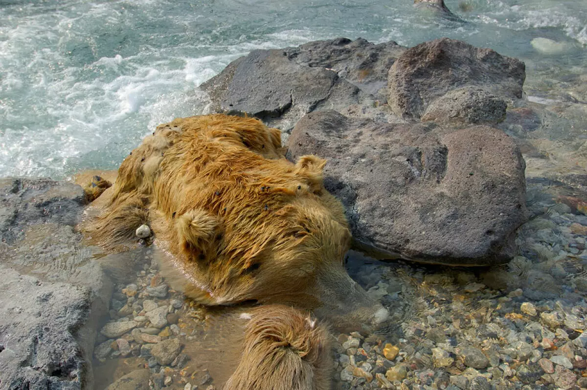 Satikt lāču grizzly