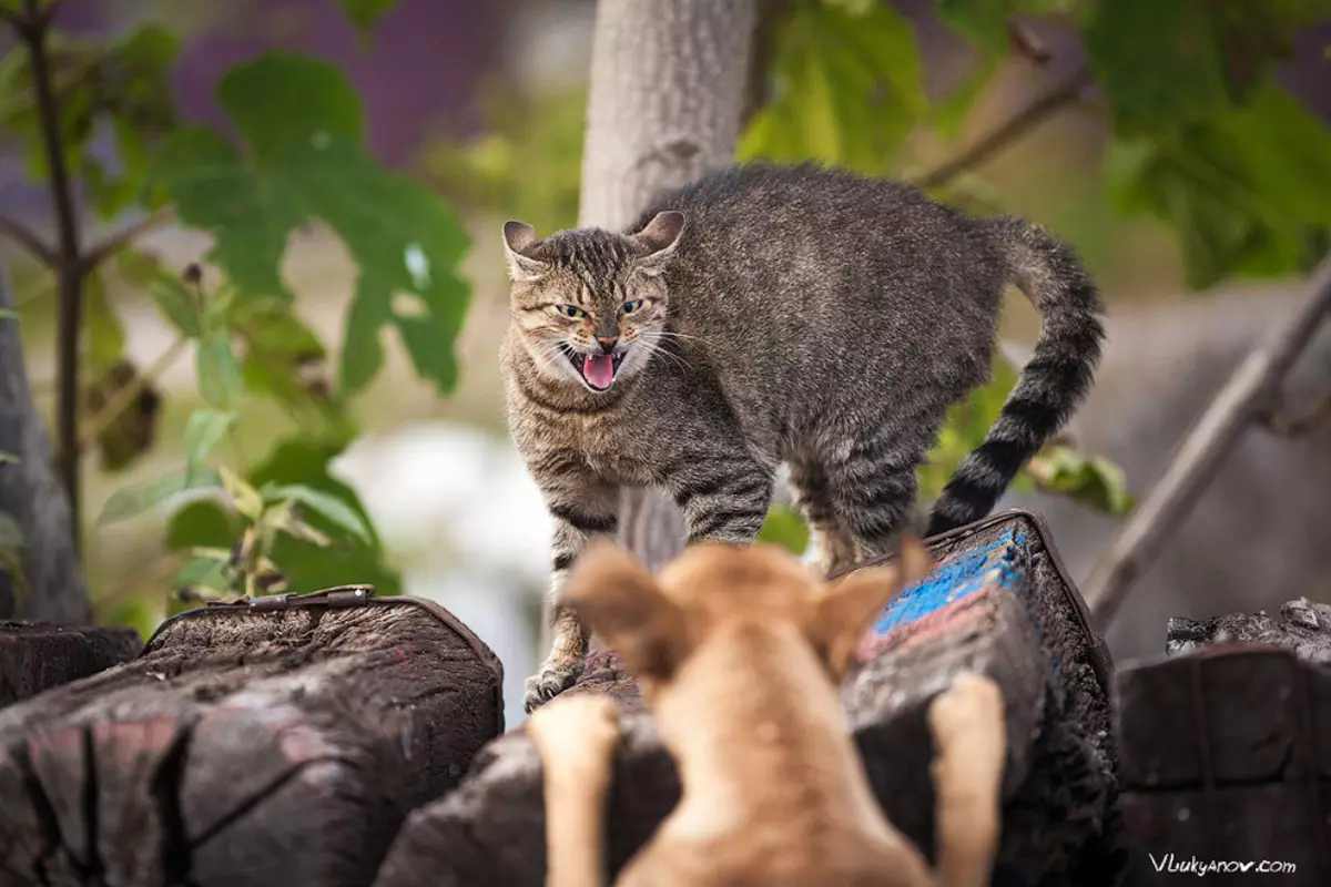 Chernogorsk Cats. 8947_17