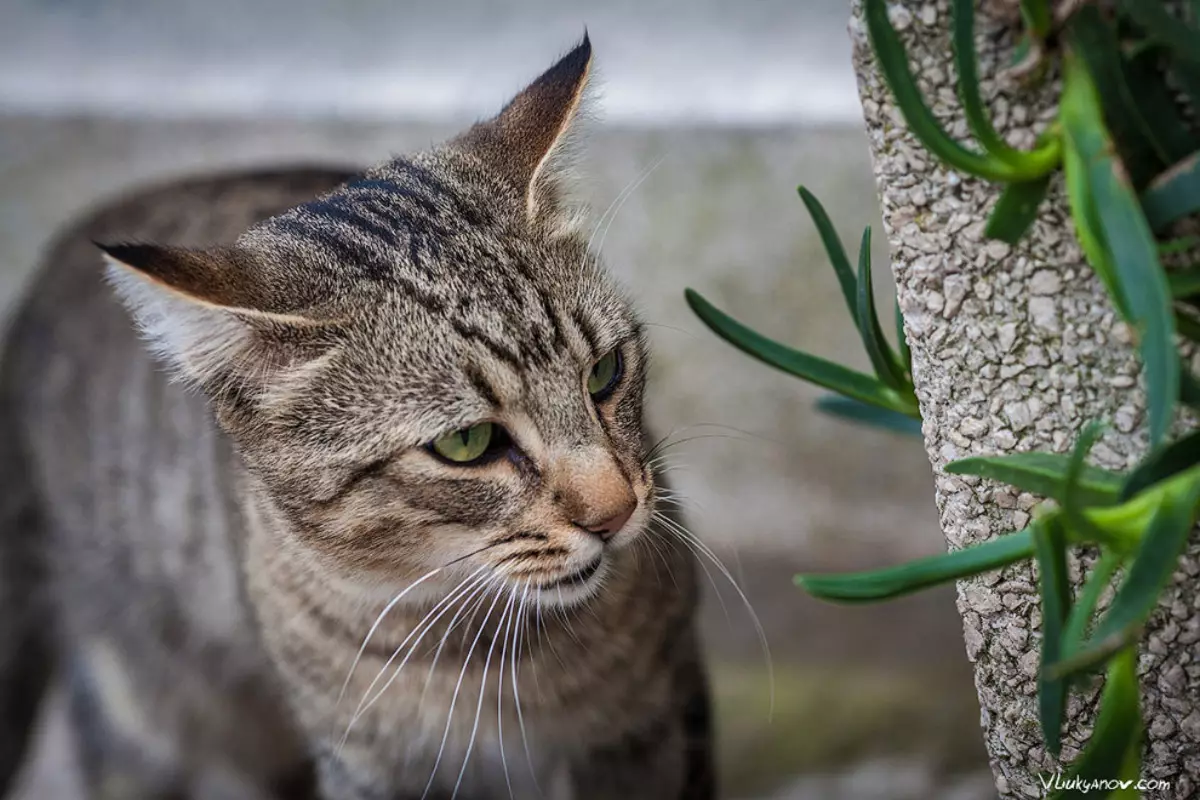 Chernogorsk Cats. 8947_19