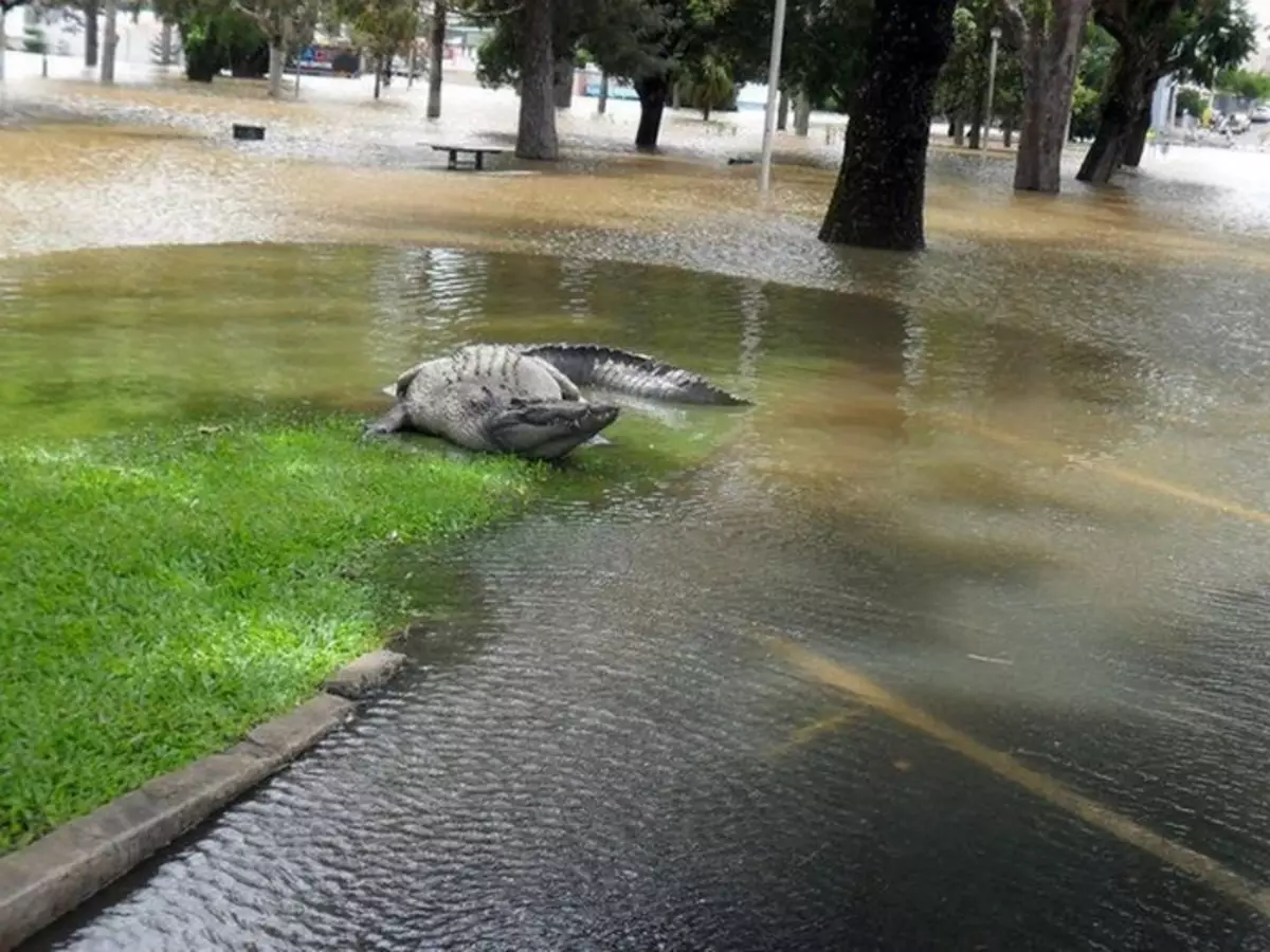 Situasies wat slegs in Australië kan gebeur 8954_8