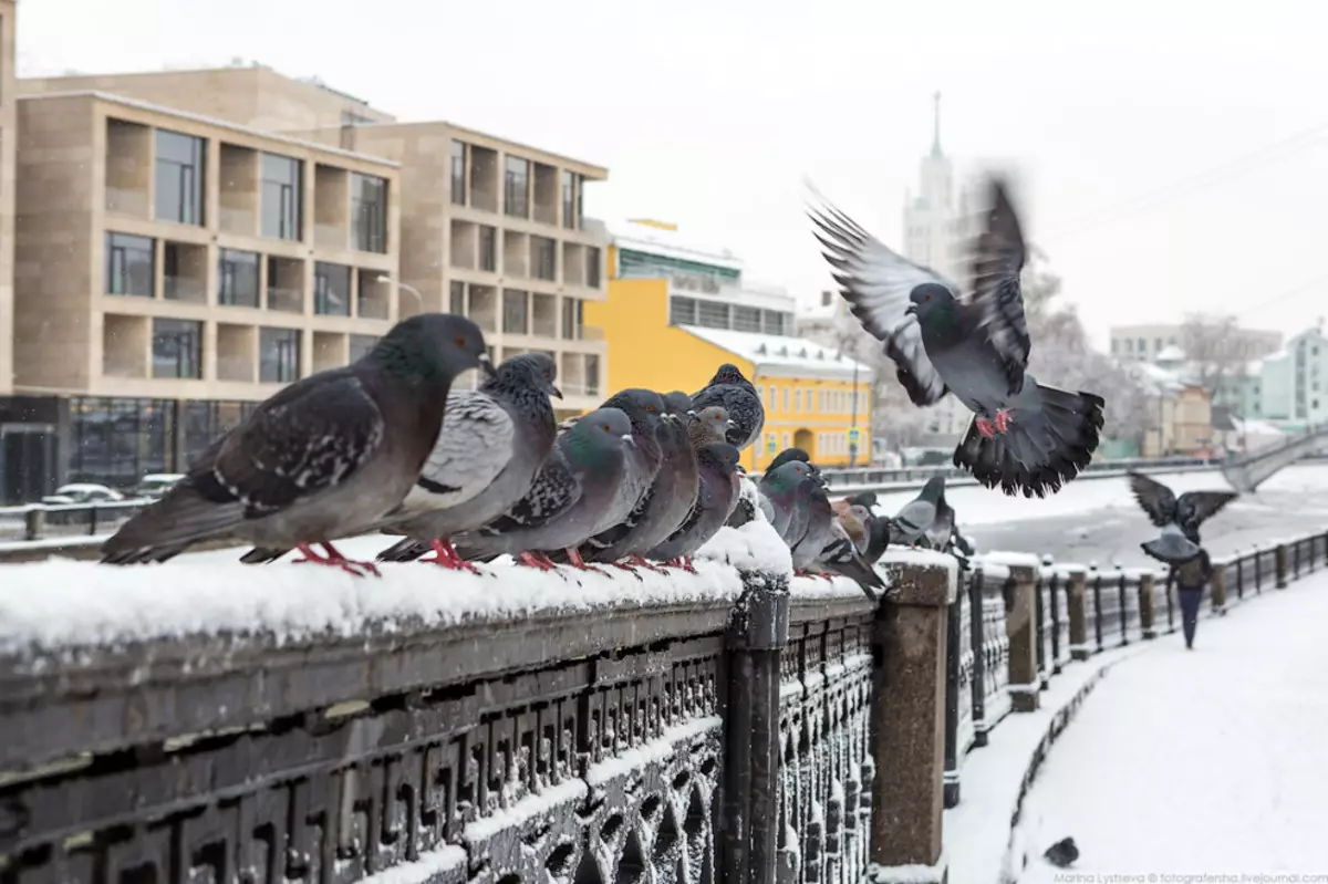 Tsamaea ho pota Moscow ka mor'a lehloa 9122_10