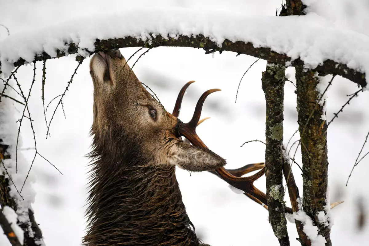 Deer và Winter Day ở Glen Eett, Scotland