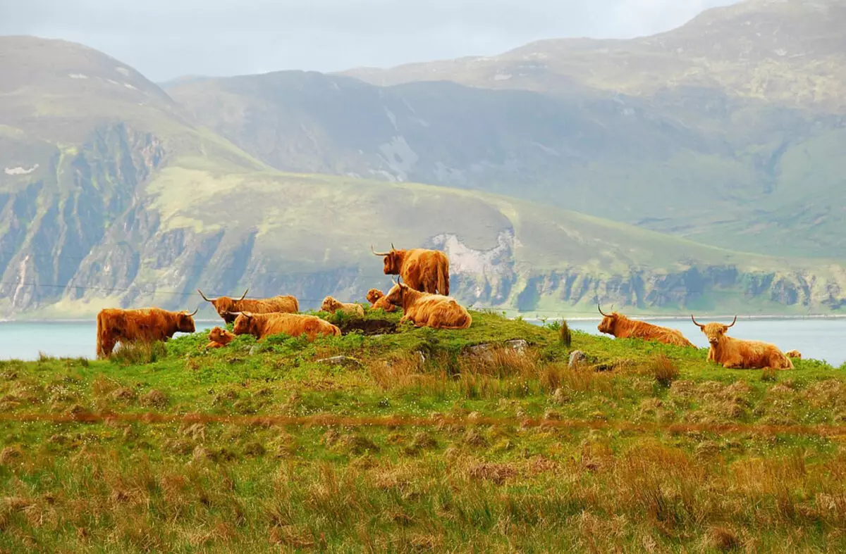 Bualadh le bó alpach na hAlban 9177_10