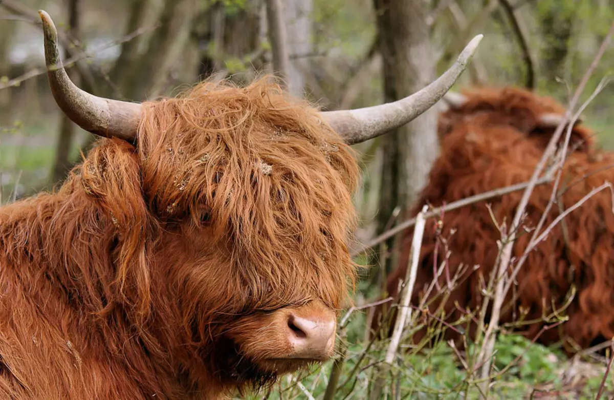 Conheça vacas alpinas escocesas 9177_11