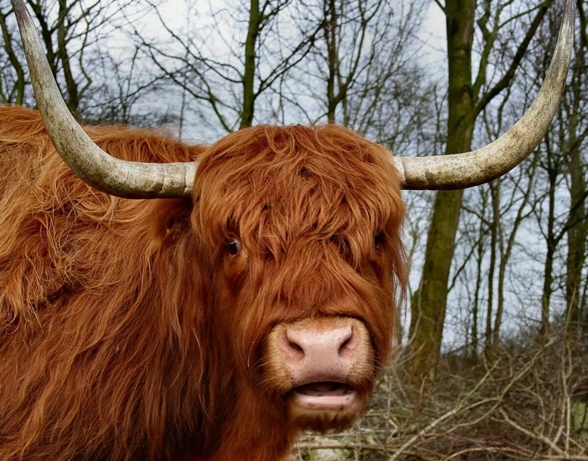 Conheça vacas alpinas escocesas 9177_13