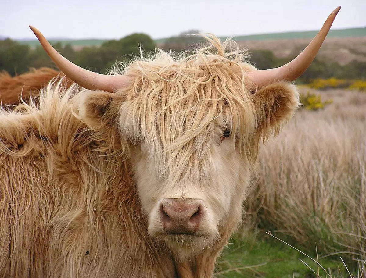 Conheça vacas alpinas escocesas 9177_16