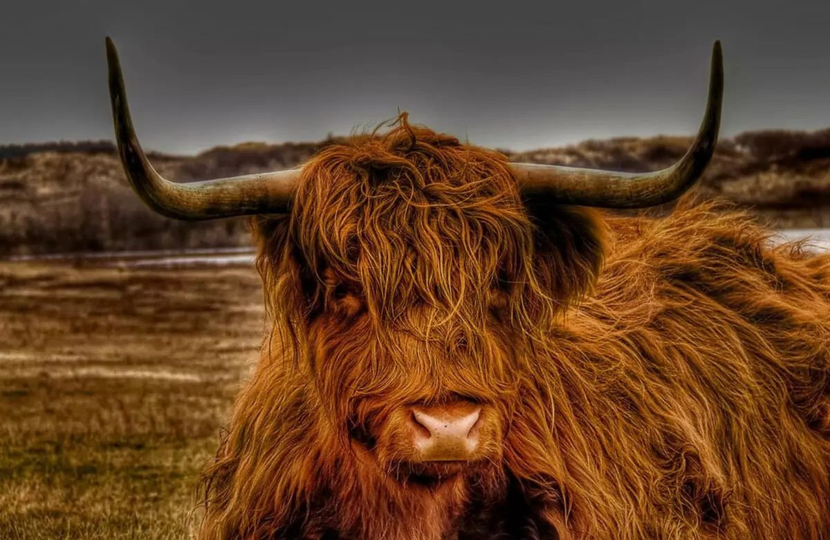 Conheça as vacas alpinas escocesas