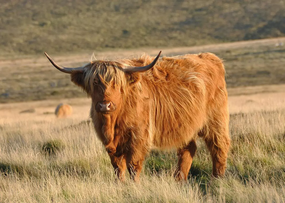 Conheça vacas alpinas escocesas 9177_4