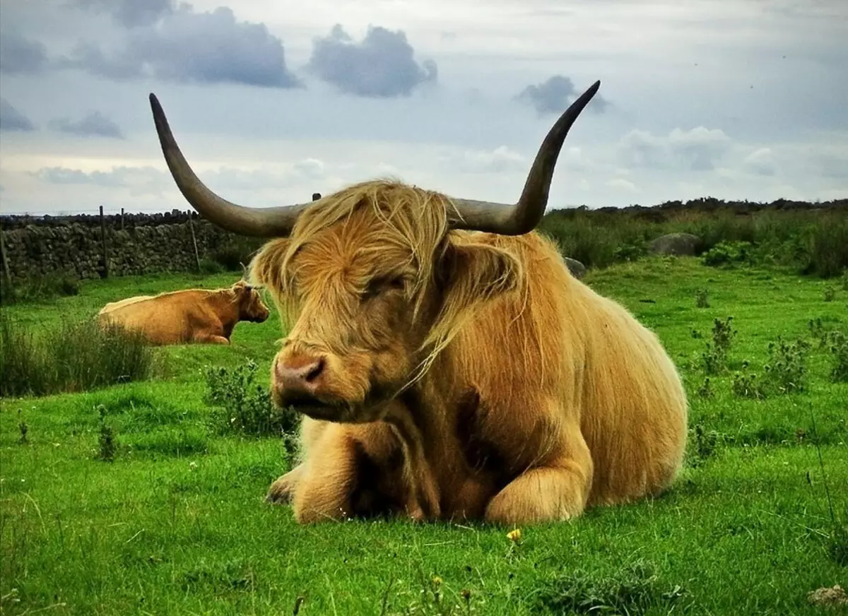 ସ୍କଟିସ୍ ଆଲପାଇନ୍ ଗା cows କୁ ଭେଟ | 9177_5