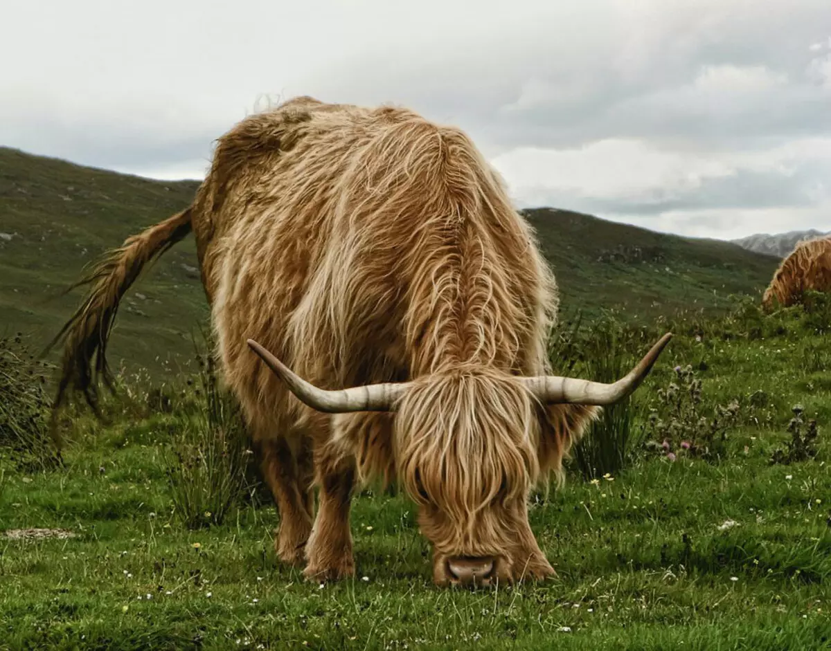 Conheça vacas alpinas escocesas 9177_9