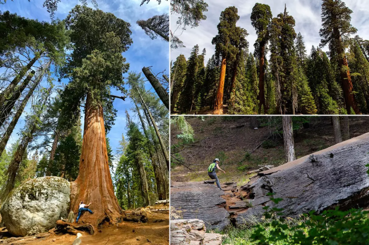 La plej grandaj arboj en la mondo en la Nacia Parko Sequoia